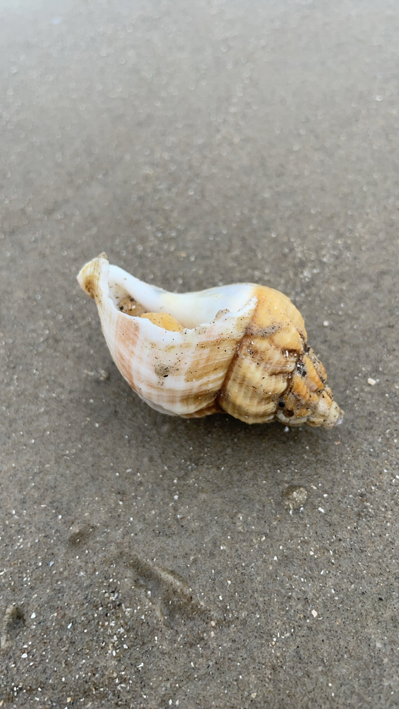 Common Whelk from Blåvand on February 6, 2024 at 12:55 PM by trenneka ...