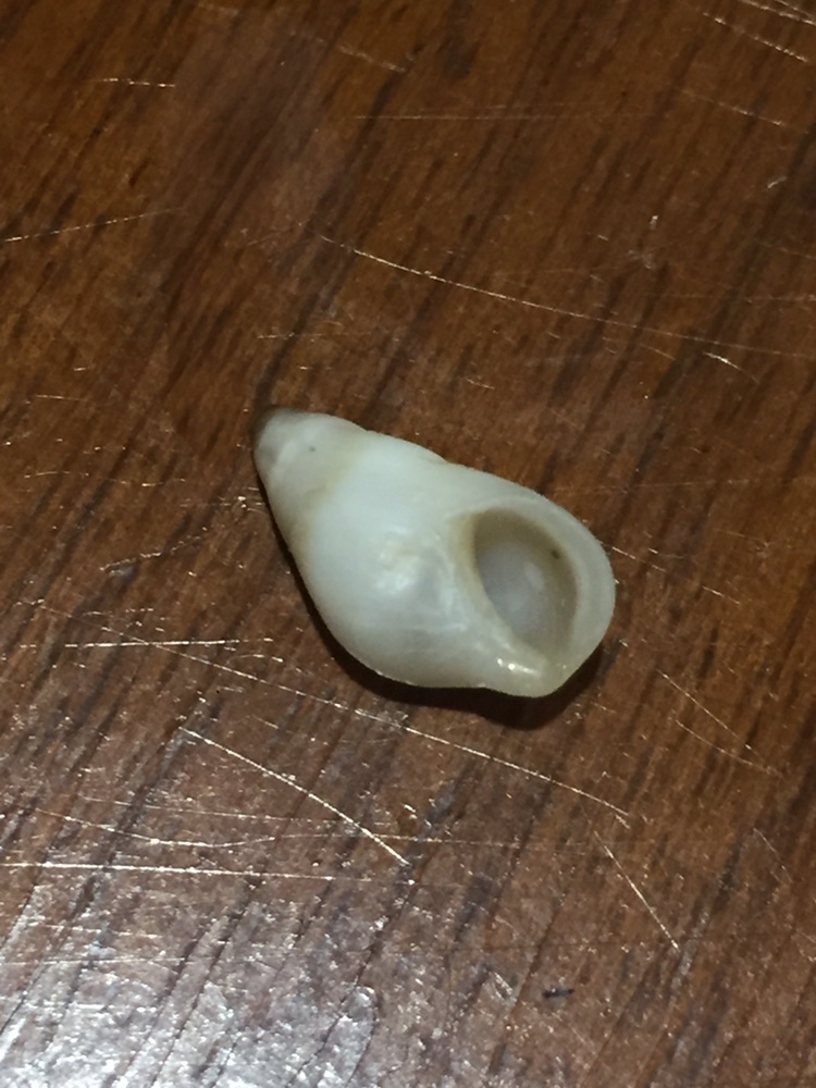 yellow-coated clusterwink from Yuraygir National Park, Barcoongere, NSW ...