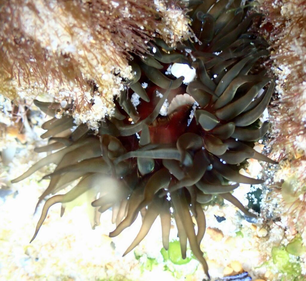 Green snakelock anemone from Burleigh Heads Rocky Shores QLD, Australia ...
