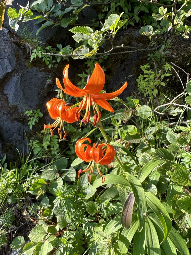 Wheel Lily from Kamiyoshida, Fujiyoshida, Yamanashi 403-0005, Japan on July 24, 2023 at 06:02 AM ...