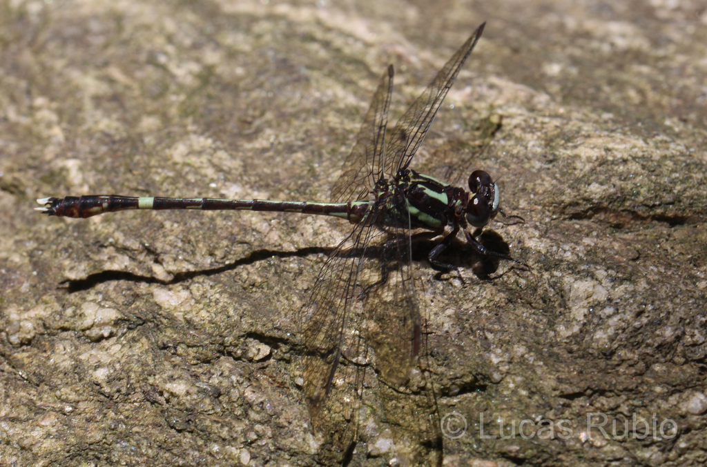 Progomphus phyllochromus from Túneles de la Merced, Catamarca ...