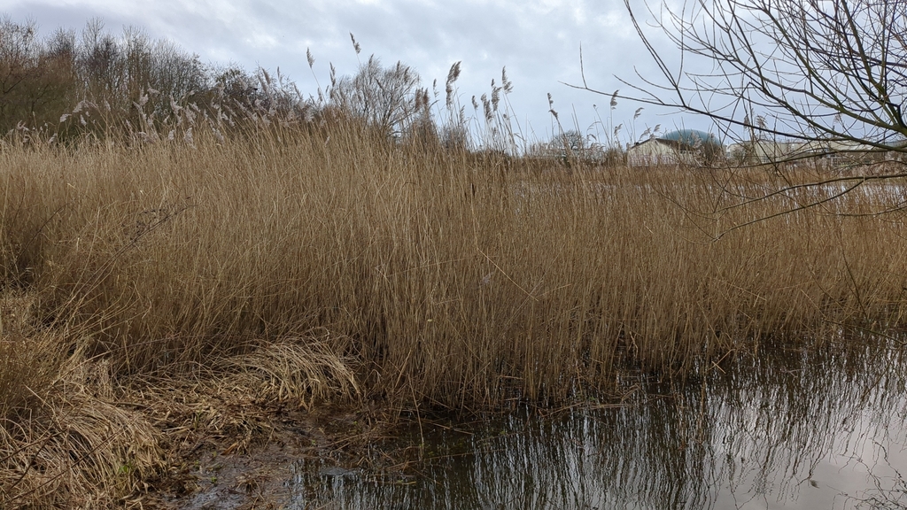 common reed from Hull HU7, UK on February 6, 2024 at 09:49 AM by Africa ...