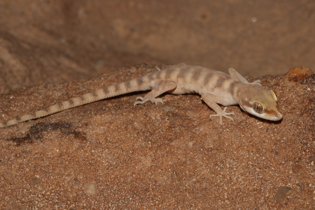 Saudi Arabian Dwarf Gecko in June 2023 by Ryan van Huyssteen · iNaturalist