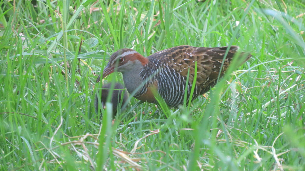 Buff-banded Rail from Bermagui NSW 2546, Australia on February 02, 2024 ...