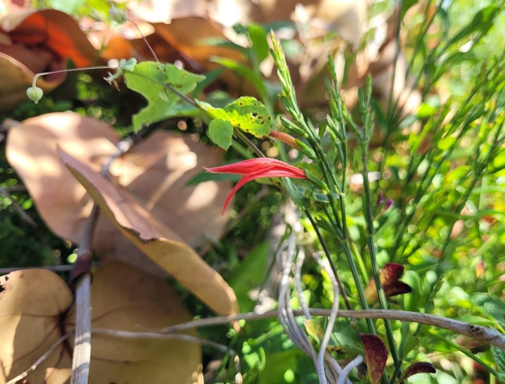 Sixangle Foldwing from SUMMRLND KEY, FL 33043, USA on January 31, 2024 ...