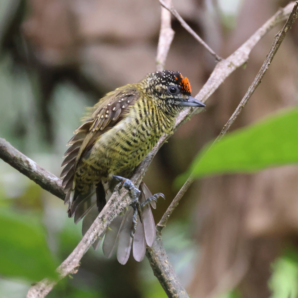 Golden-spangled Piculet from Roura 97352, Guyane française on January ...