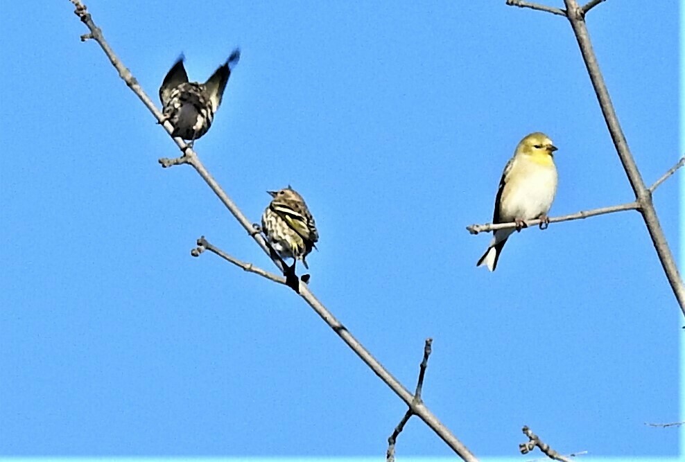 Siskins and New World Goldfinches from Outaouais, QC, Canada on ...