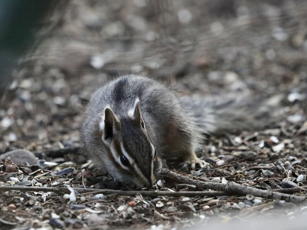 Cliff Chipmunk from Cochise County, AZ, USA on January 29, 2024 at 05: ...