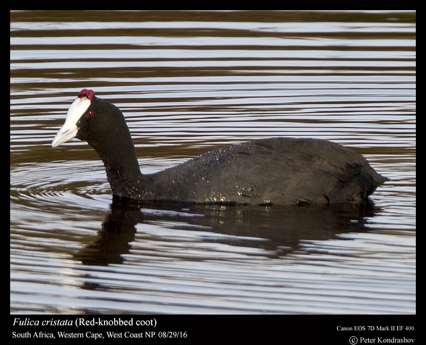 Red-knobbed Coot from West Coast National Park, West Coast DC, South ...