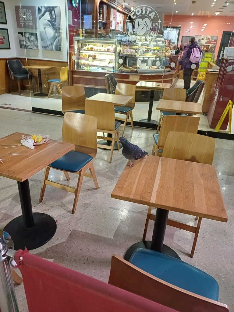 Feral Pigeon from Knowledge Quarter, Liverpool, UK on February 5, 2024 ...