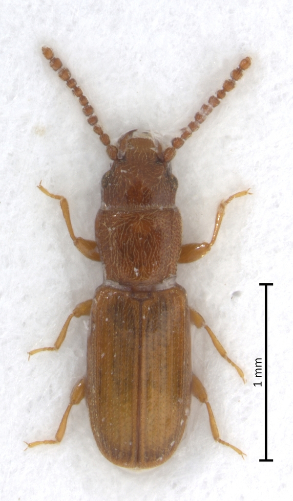 Rusty Grain Beetle from Comuna Vărădia de Mureș, România on September ...