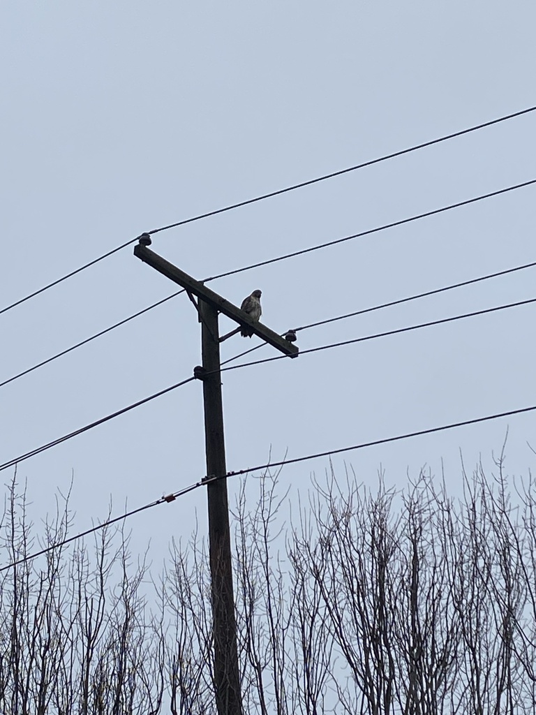 Red-tailed Hawk from W Lincoln Ave, Ada, OH, US on January 25, 2024 at ...