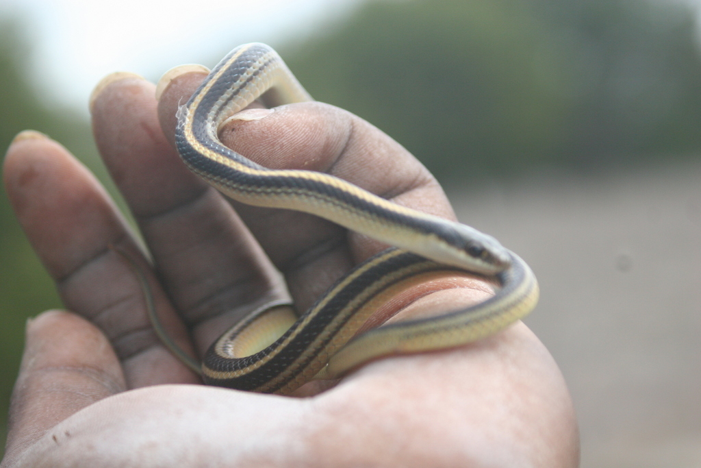 Texas Patch-nosed Snake in January 2024 by Kevin Graham. 2024 ...