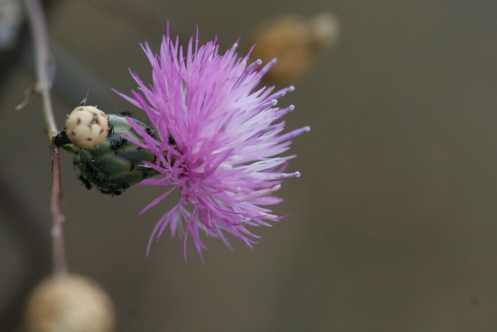 dagger flower from Madrid, España on October 11, 2015 at 06:05 PM by ...
