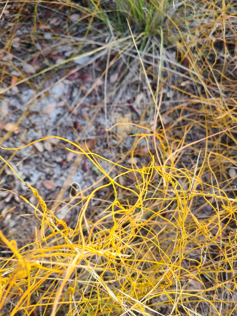 laurel dodder from JUPITER INLET, FL 33469, USA on February 6, 2024 at ...
