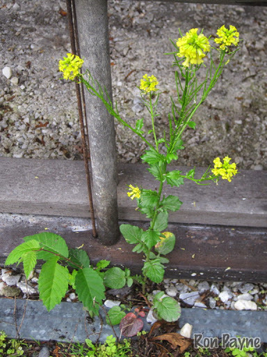 Brown Mustard (Brassicaceae(mustard family) in karnataka) · iNaturalist