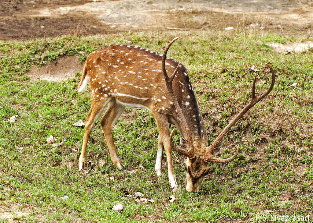 Indian Spotted Deer from Bandipur National Park, Karnataka, India on ...