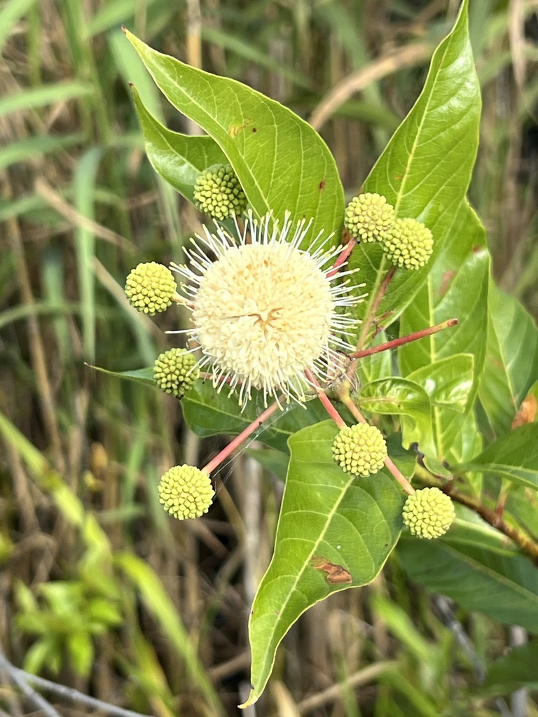 buttonbush from Everglades National Park, Homestead, FL, US on February ...