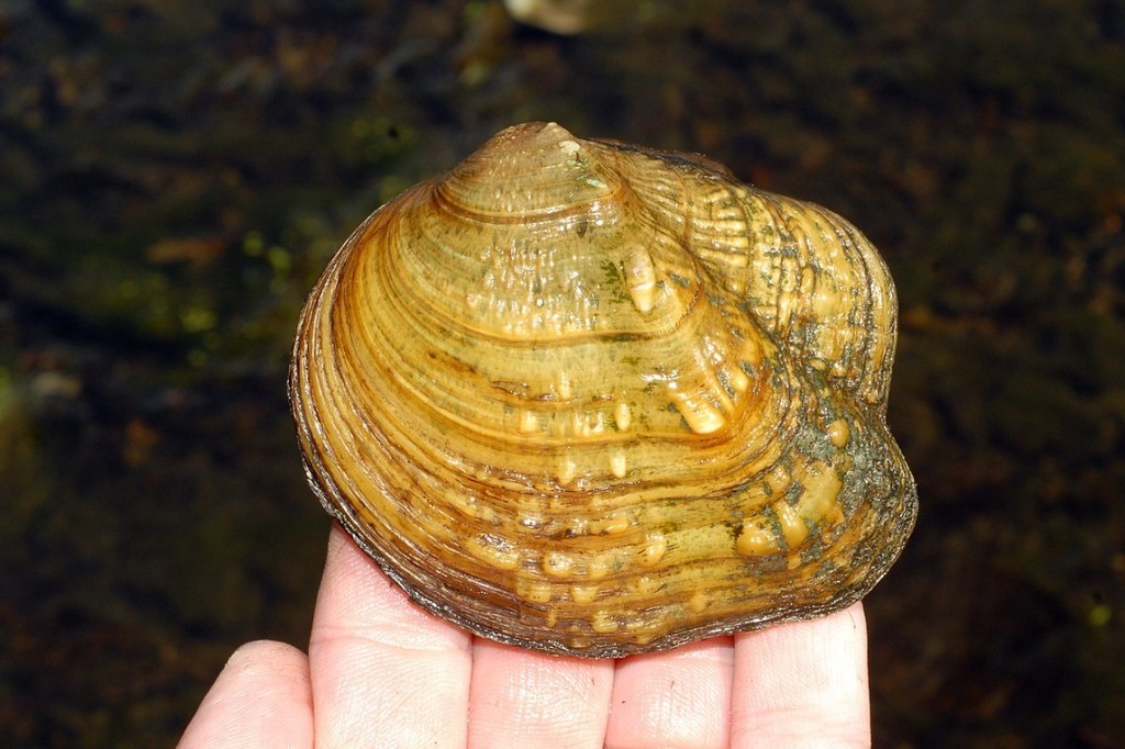 Monkeyface Mussel in August 2012 by m_ignoffo · iNaturalist