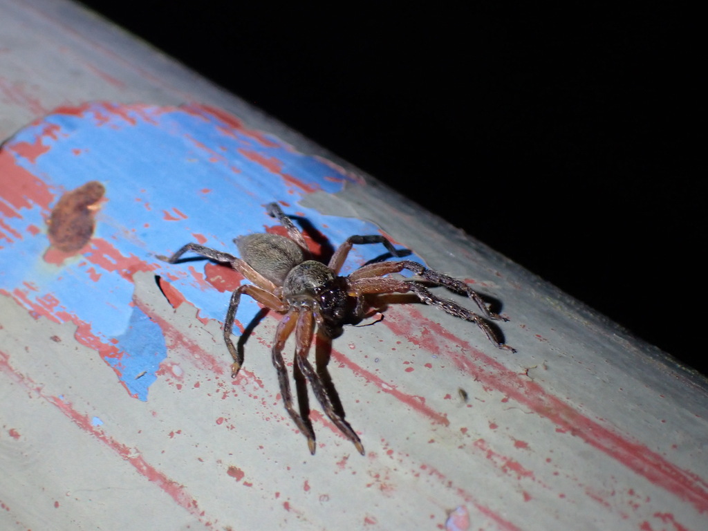Thelcticopis severa from 香港 on September 26, 2021 at 09:46 PM by ...
