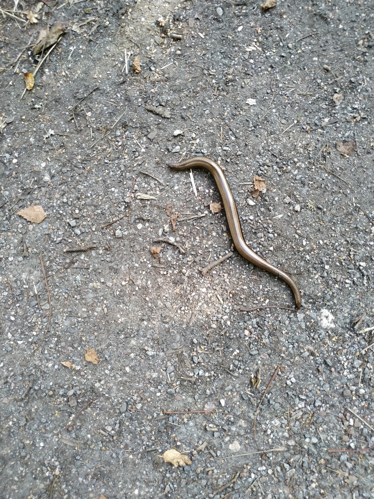 Common Slowworm from Östermalm, Estocolmo, Suecia on August 24, 2023 at ...