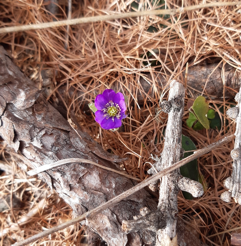 Liverleaf in February 2024 by luca-reggiani · iNaturalist