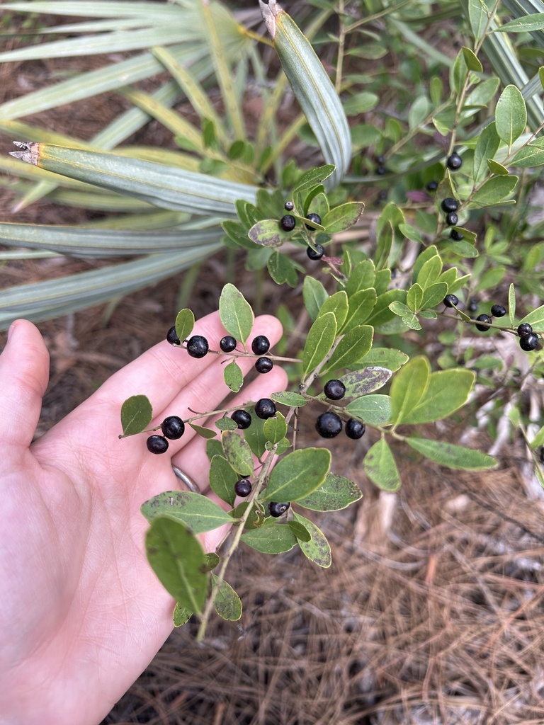 gallberry from West Palm Beach, FL, US on February 1, 2024 at 02:14 PM ...