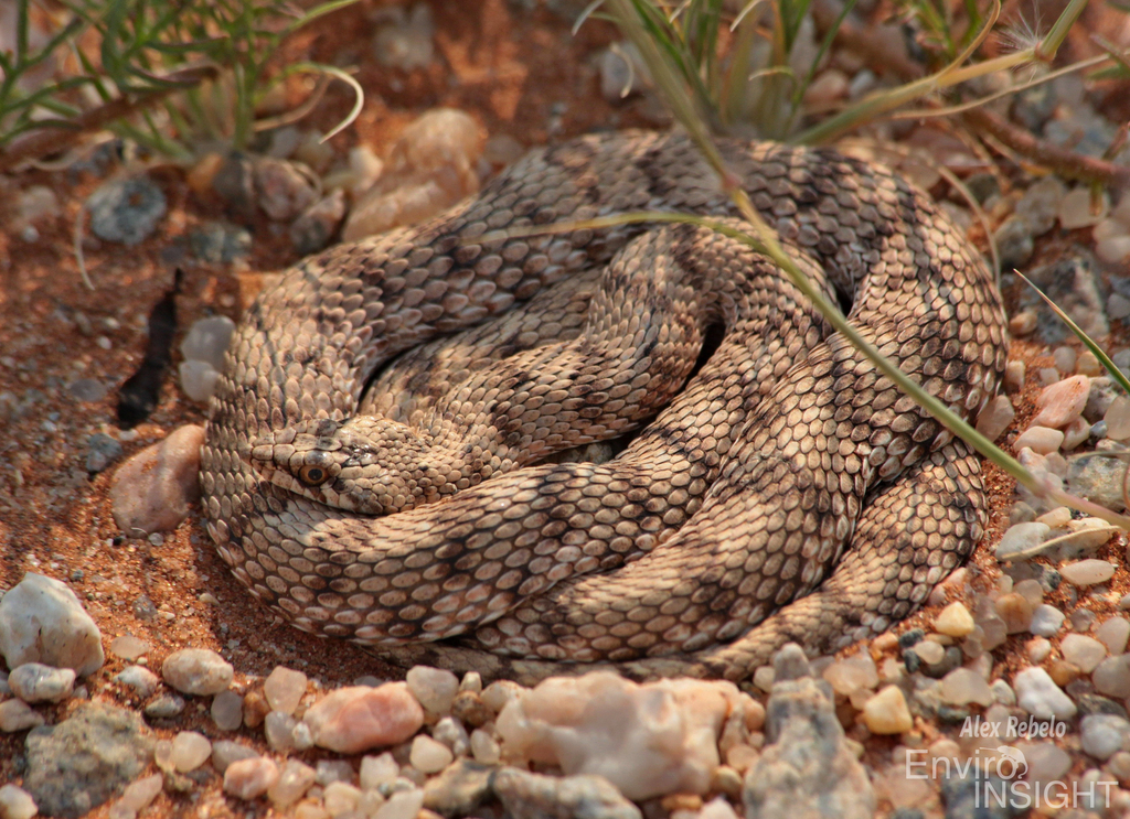 Dwarf Beaked Snake from Sperrgebiet region on September 9, 2023 at 12: ...
