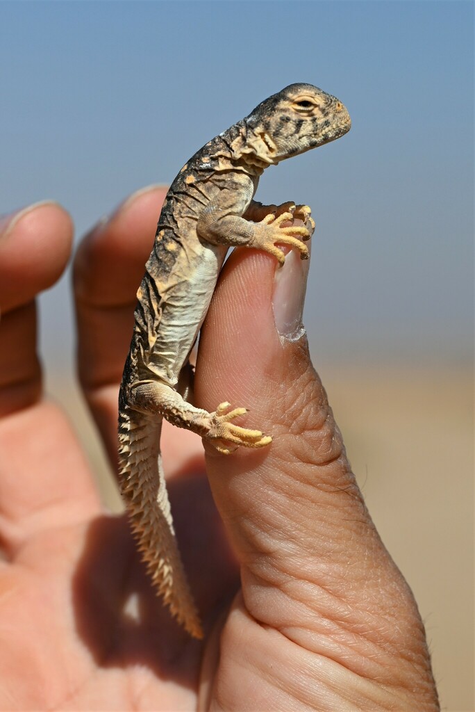 Egyptian Mastigure in December 2022 by Marius Burger · iNaturalist