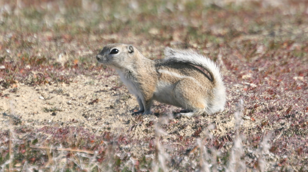 Nelson's Antelope Squirrel (Ammospermophilus nelsoni) - Know Your Mammals