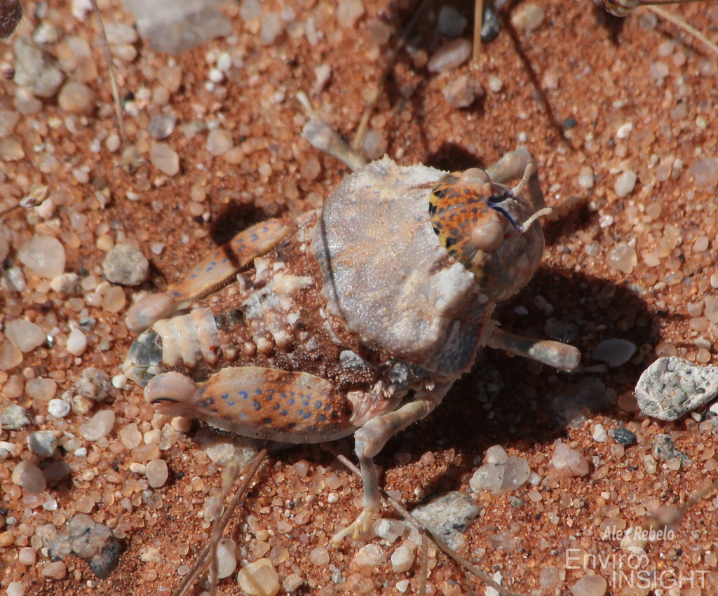 Toad Grasshopper from Sperrgebiet region on September 19, 2023 at 12:00 ...