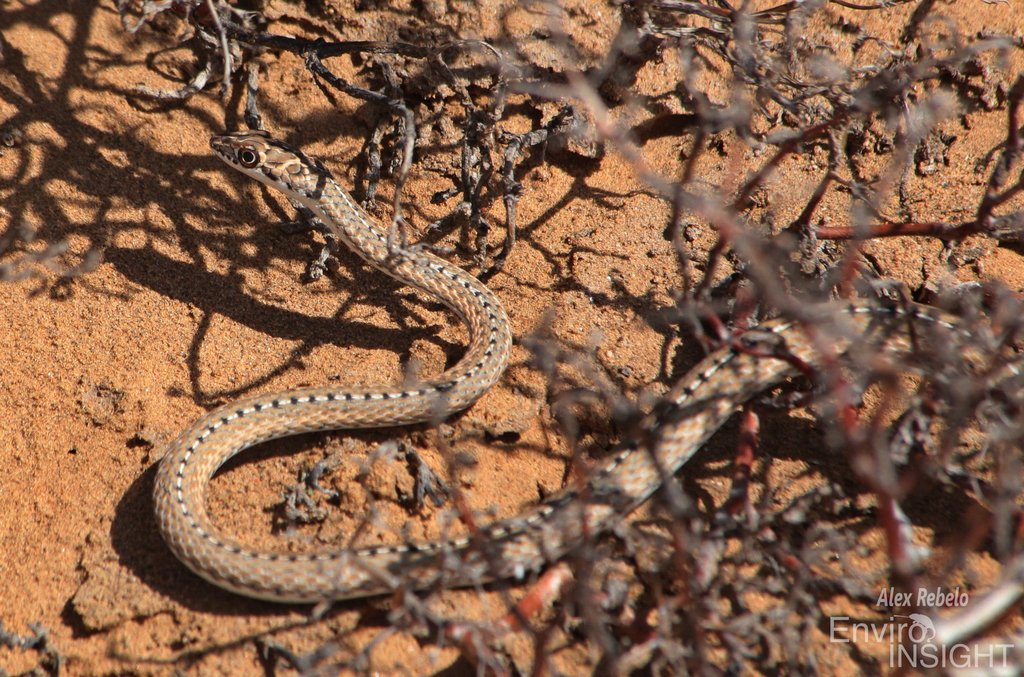 Cape Sand Snake from Sperrgebiet region on September 12, 2023 at 12:00 ...
