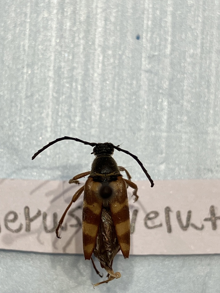 Banded Longhorn Beetle from W 37th St, Minneapolis, MN, US on June 18 ...