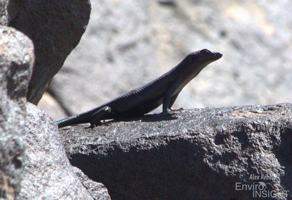 Western Rock Skink from Sperrgebiet region on September 13, 2023 at 12: ...