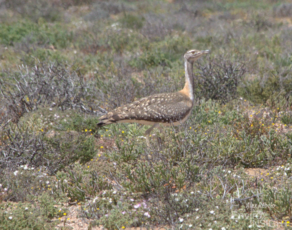 Ludwig's Bustard in September 2023 by Alex Rebelo. with L. Verburgt & W ...