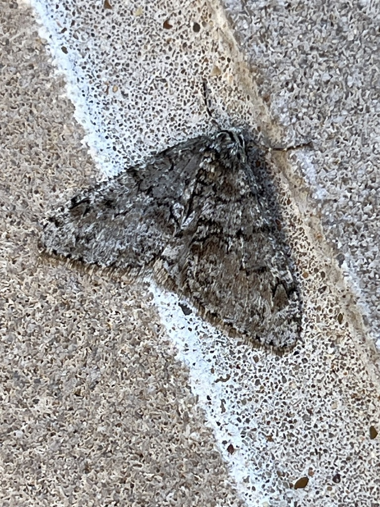 Toothed Phigalia Moth from Faust Park Thornhill Home and Historical ...