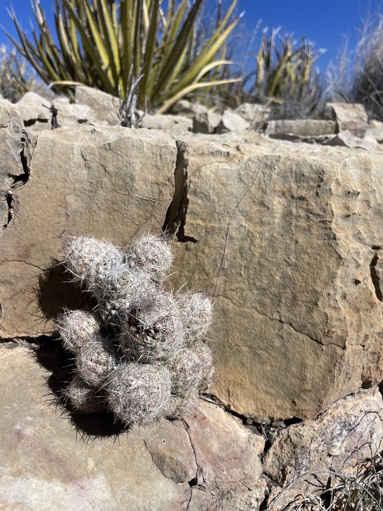 Whitecolumn Foxtail Cactus in January 2024 by lillybyrd · iNaturalist