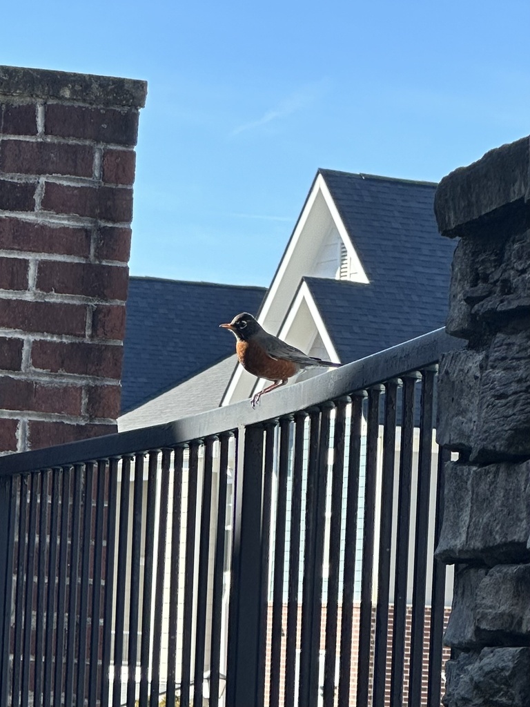 American Robin from Forest Ave, Knoxville, TN, US on February 6, 2024 ...