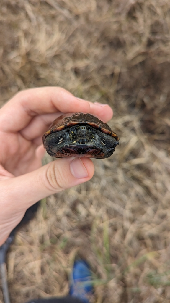 Mississippi Mud Turtle from Pecan Grove, TX, USA on February 2, 2024 at ...