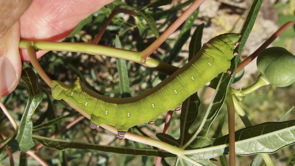 Ello Sphinx from Santa Cruz County, AZ, USA on August 22, 2016 at 12:03 ...