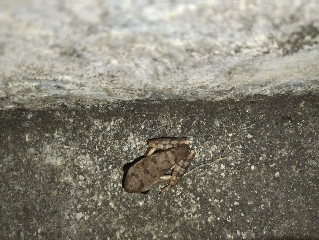 Chunam Tree Frog from Churhe Bada, Brahmapuri, Maharashtra 441206 ...