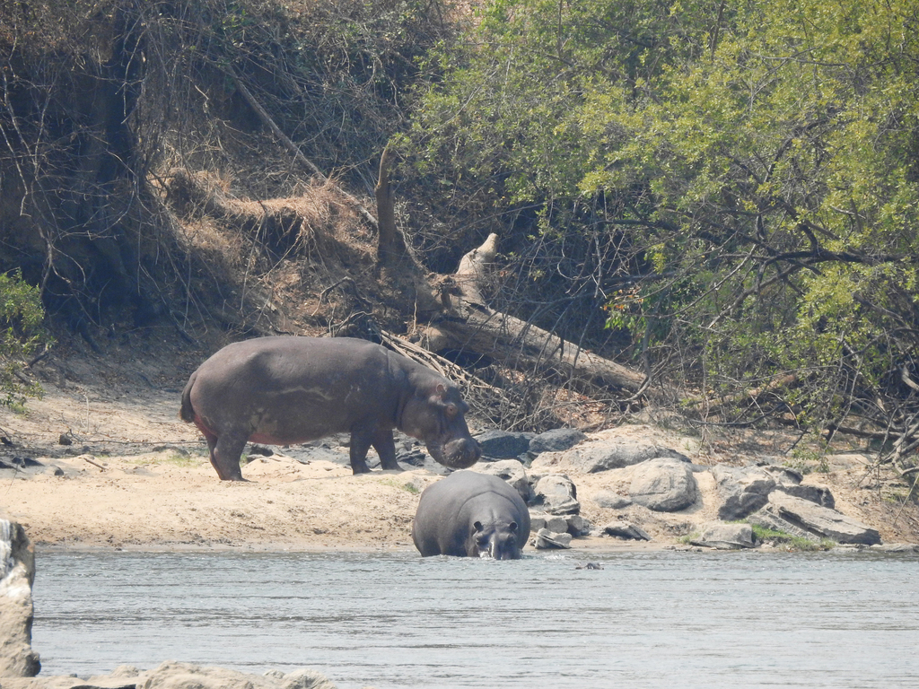 Common Hippopotamus in September 2023 by Dérozier Violette · iNaturalist