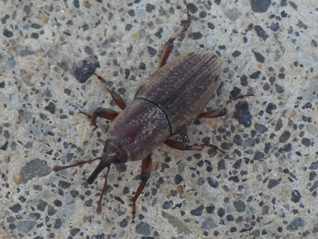 Hunting Billbug from Plano, TX, USA on February 6, 2024 at 12:37 PM by ...