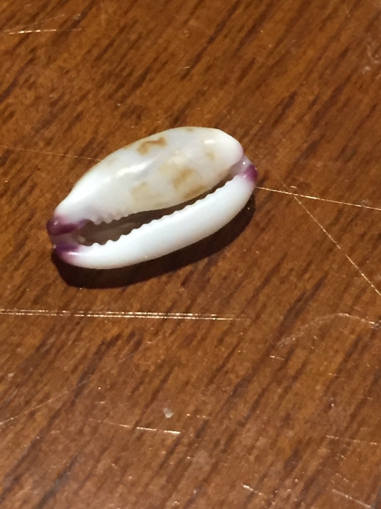 small-toothed cowrie from Yuraygir National Park, Barcoongere, NSW, AU ...