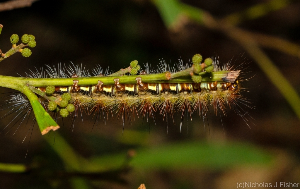 Anthelid Lappet Moths from Tamborine Mountain QLD 4272, Australia on ...
