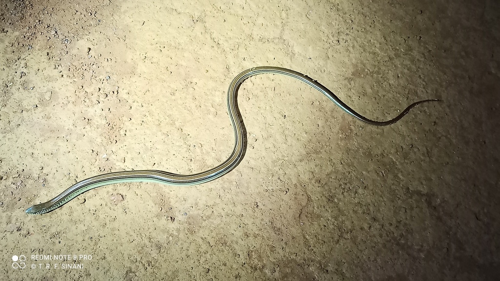 Striped Worm Lizard from São Roque de Minas, Serra da Canastra, Minas ...