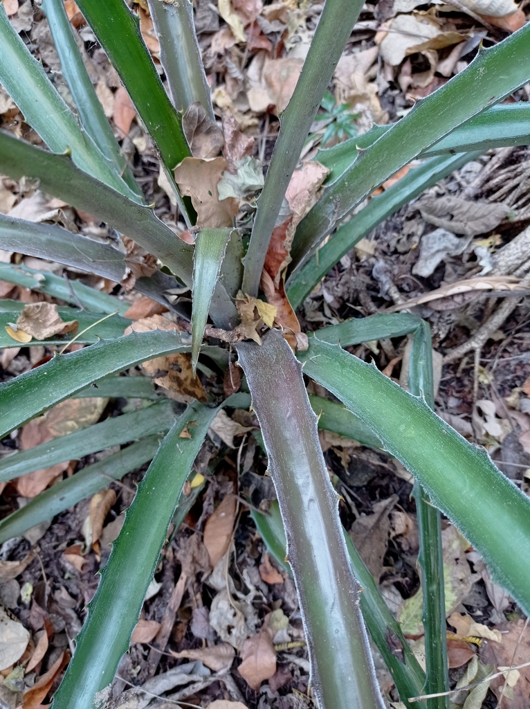 piñuela from 82606 Sin., México on February 4, 2024 at 08:43 AM by Eber ...