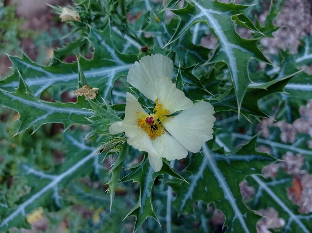 Mexican Poppy from 82606 Sin., México on February 4, 2024 at 09:06 AM ...