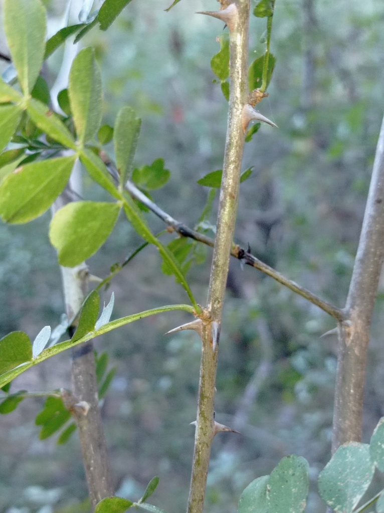 Lime Prickly-ash from 82606 Sin., México on February 4, 2024 at 09:31 AM by Eber Barraza ...