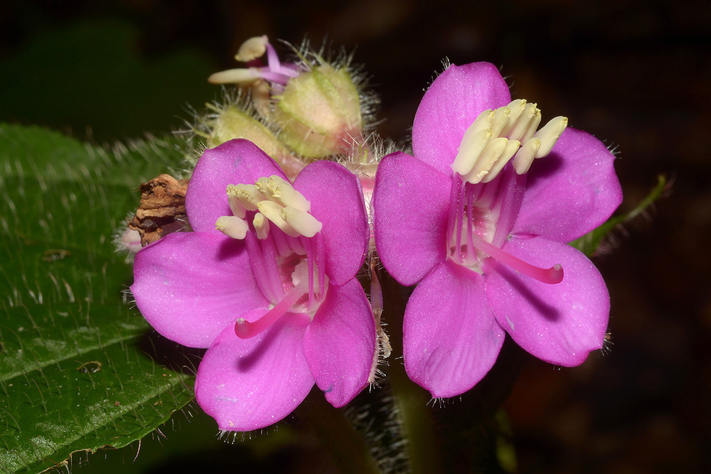 Plantas de la gloria, mortiño, arete de inca y parientes (Serranía El ...